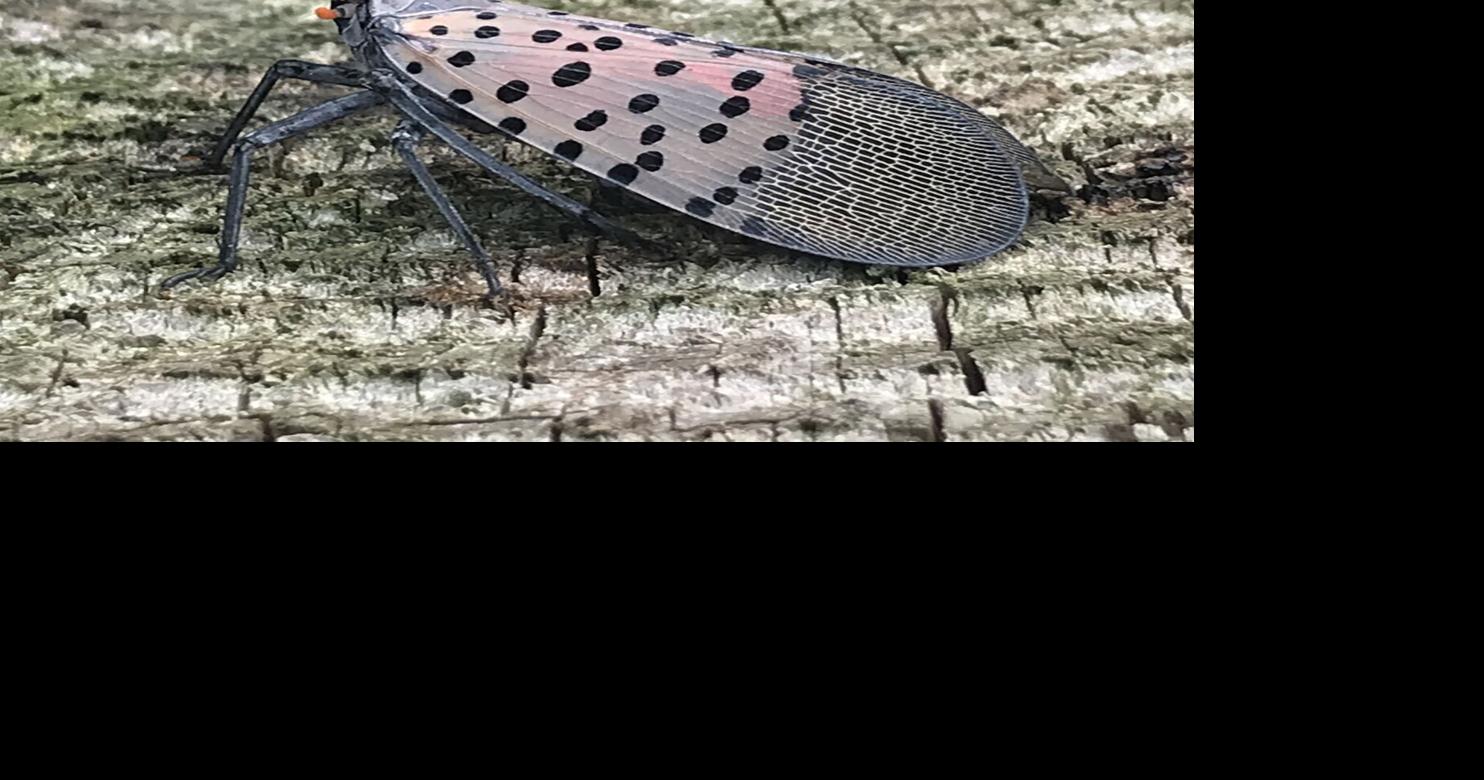 'Piercing-sucking' pest: First NC infestation of invasive lanternfly is ...