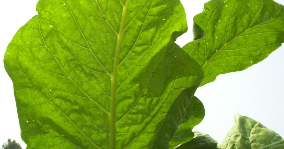 BAT awaits FDA approval to begin COVID-19 vaccine trial by Reynolds ...