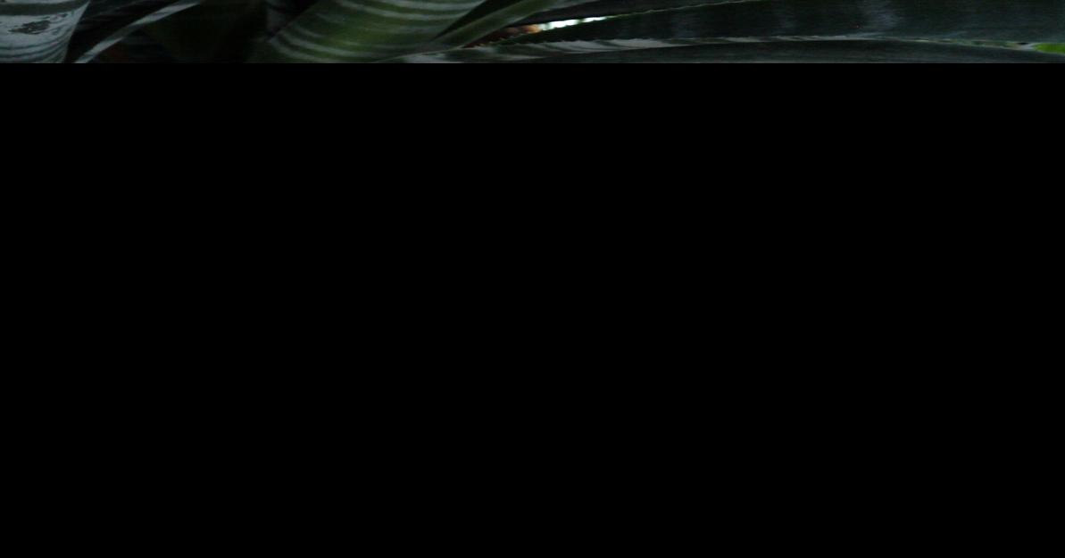 Many orchid companion plants are easy to grow