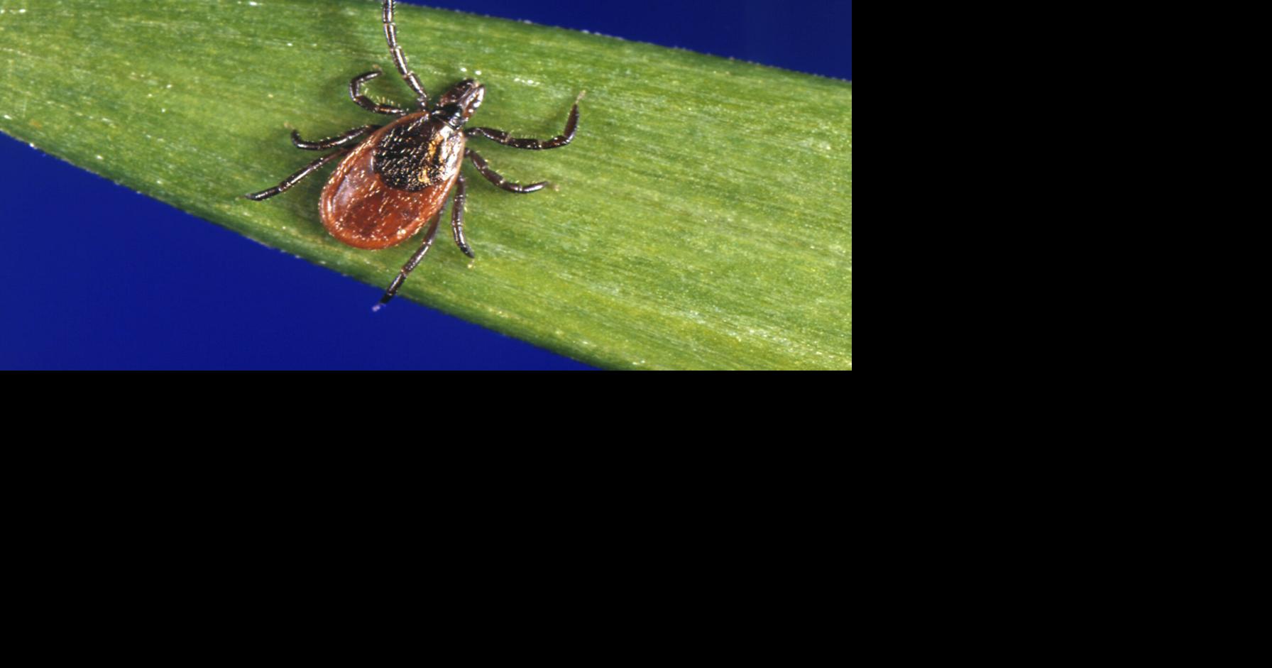 Tick bite allergic reaction was almost fatal