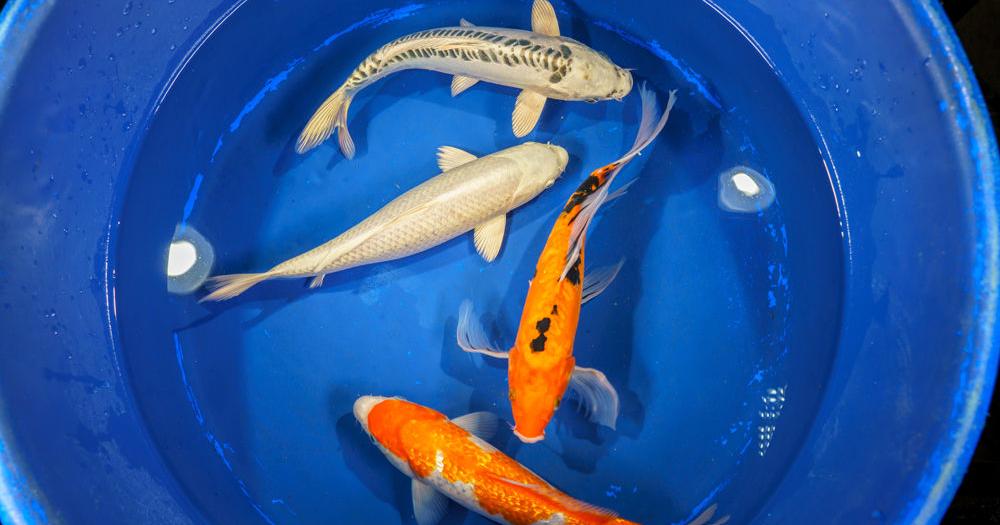 AQUA-CULTURE – Blue Ridge Fish Hatchery