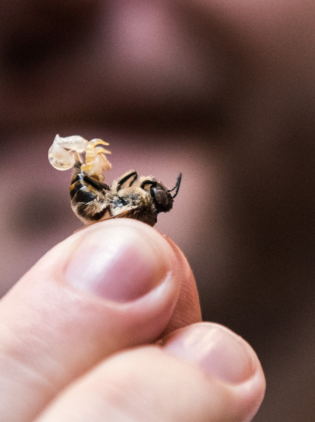 North Carolina State Beekeepers Association Centennial Conference