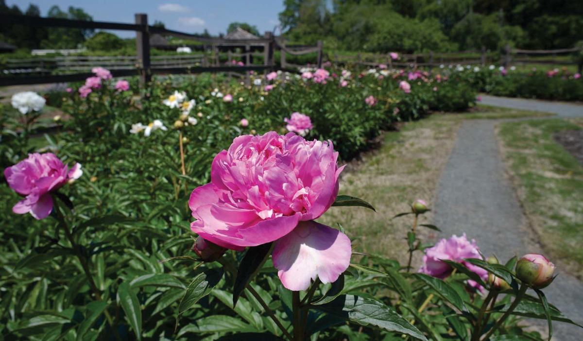 Reynolda Gardens’ Spring Plant Sale April 20