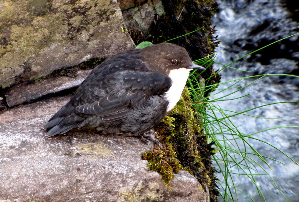 Irish dipper known for diving into fast-flowing streams