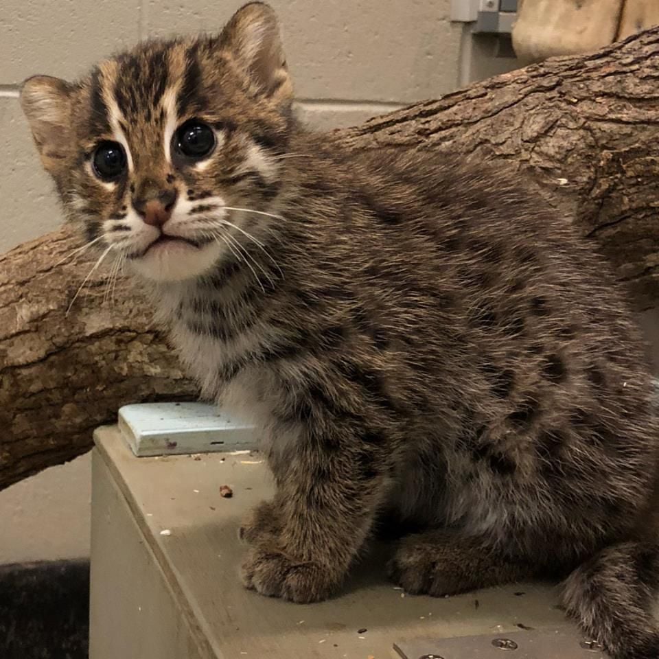 New infant fishing cat set to make debut Tuesday at Greensboro Science ...