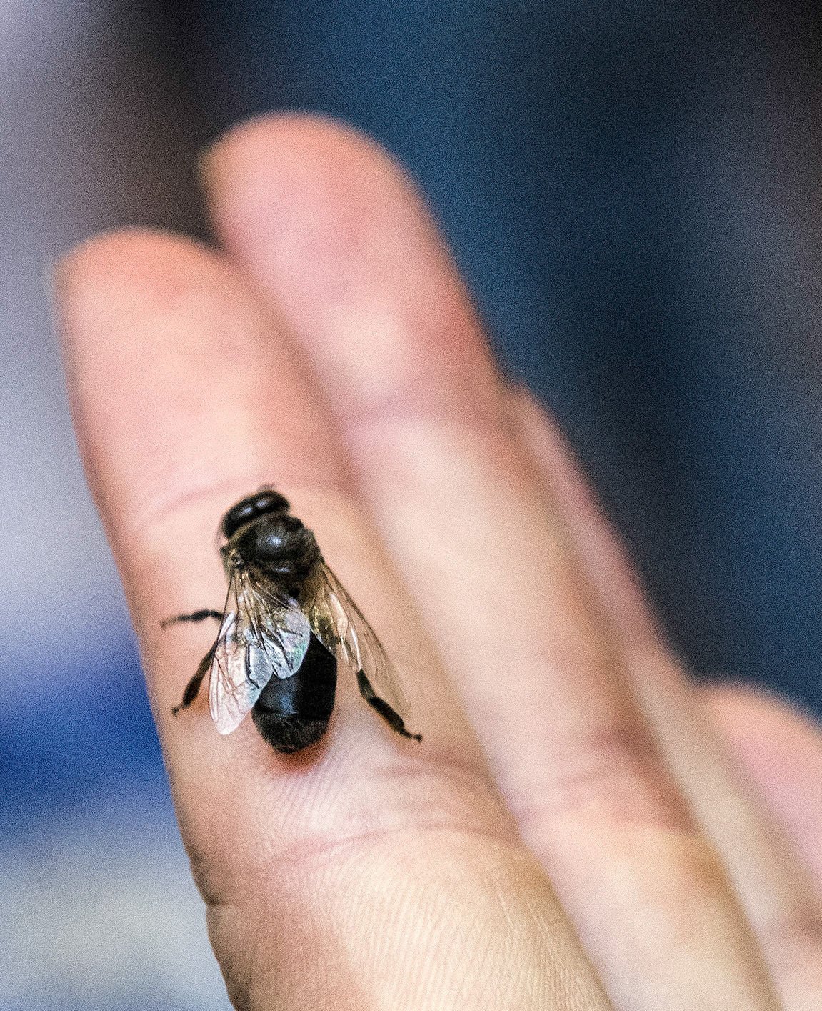 North Carolina State Beekeepers Association Centennial Conference ...