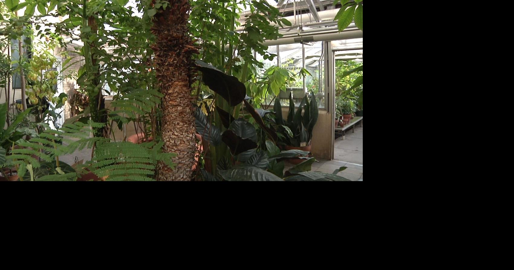 Blue Sky Science: How long does it take for a tree to grow in space?