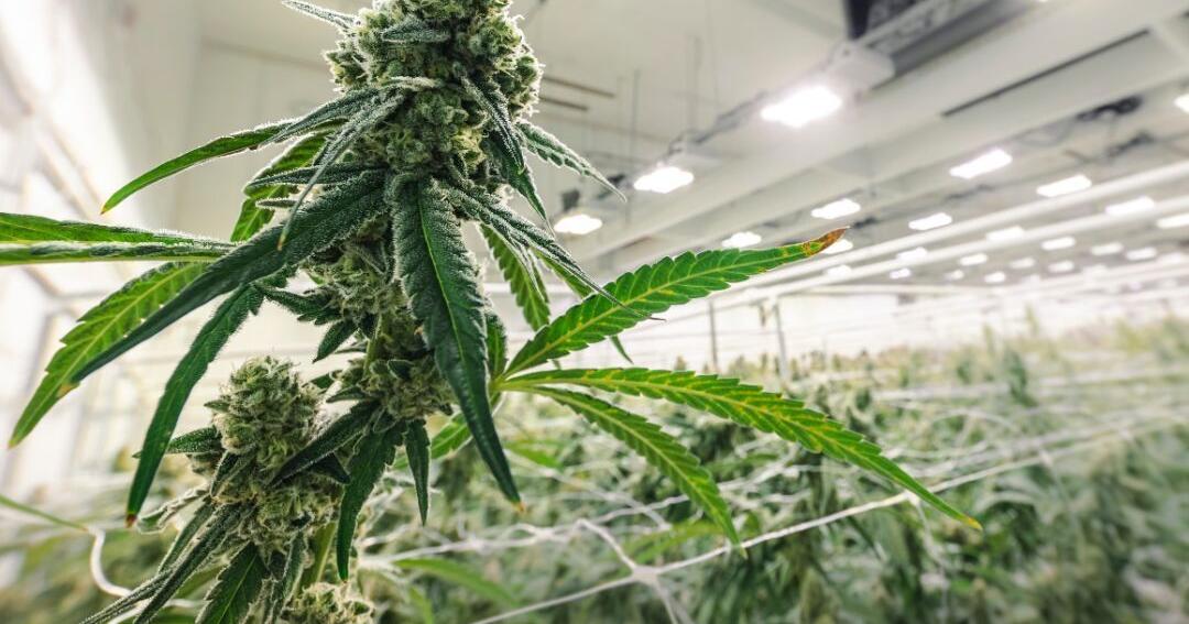 String of cannabis-related events portends change