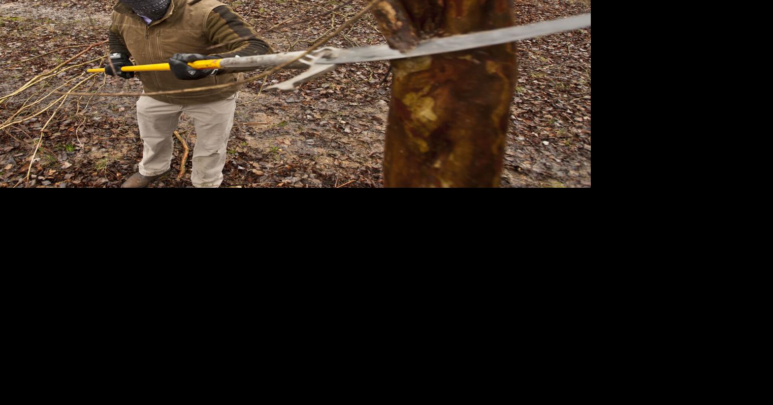 Pruning crape myrtles should not turn into 'crape murder'