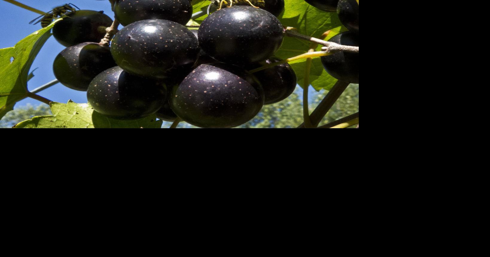Muscadine grape juice education bill clears first NC House step