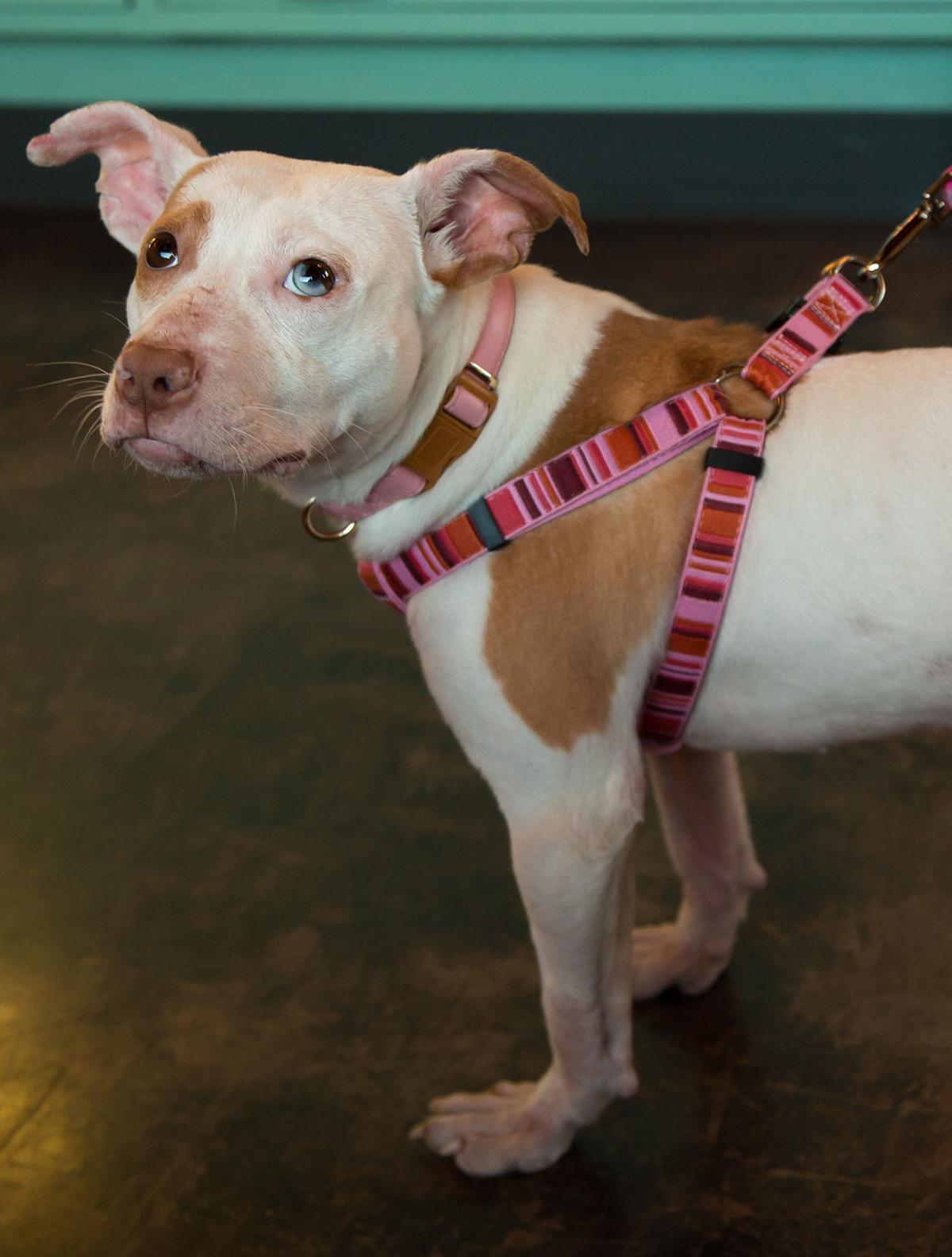 Young Pit Bull Recovering After Being Rescued Local News