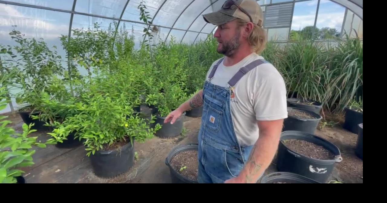 Growing citrus in the Piedmont? This farmer has had plenty of success