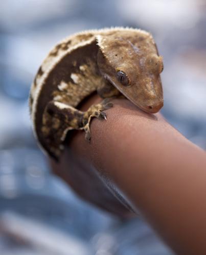 Interested in reptiles? Repticon is back in Winston-Salem this weekend