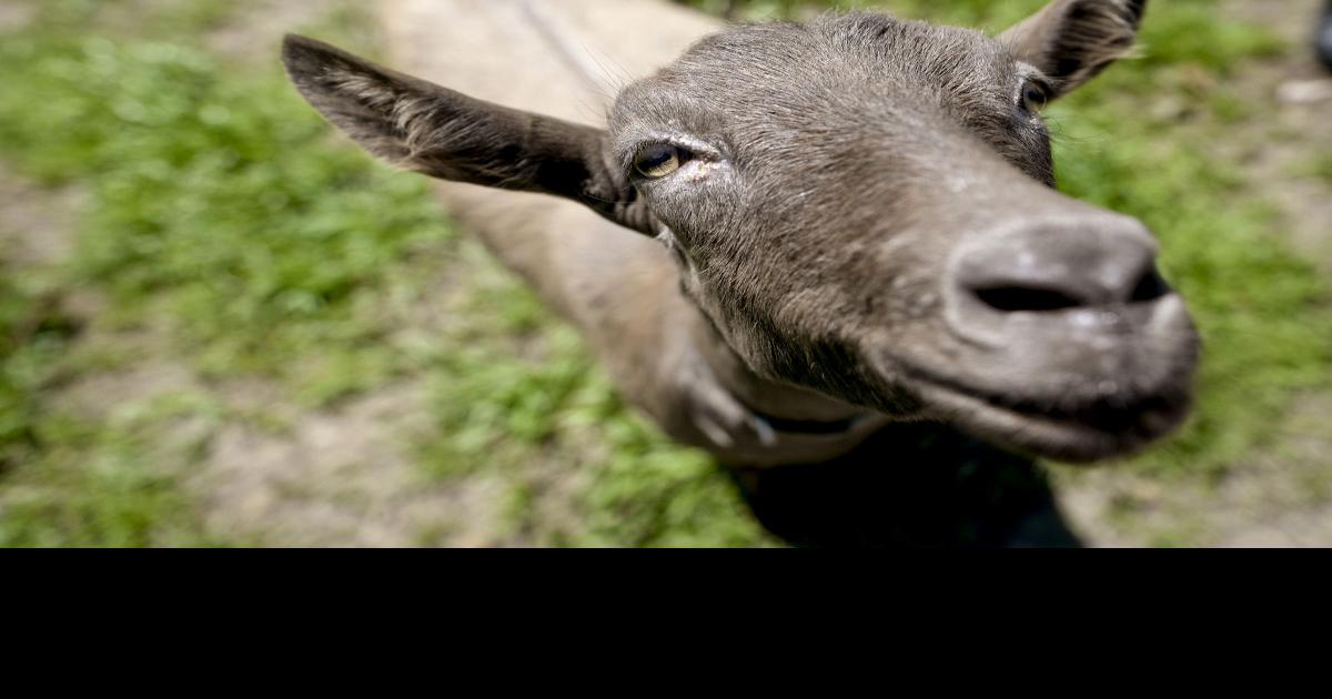 Goat Lady Dairy continues to evolve as it celebrates its 20th anniversary