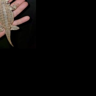 Three starving pet lizards found in storage unit. Two people charged ...