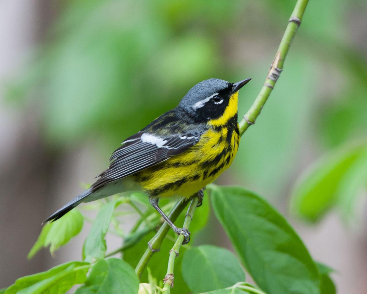 Colorful warblers dominate bird area in Ohio | Birds Eye View ...