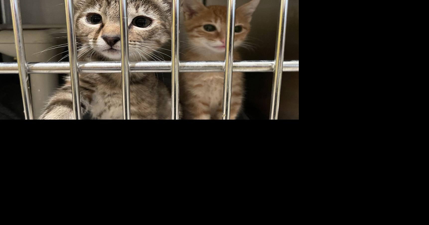 PHOTOS: Forsyth Humane Society takes in dozens of animals from ...
