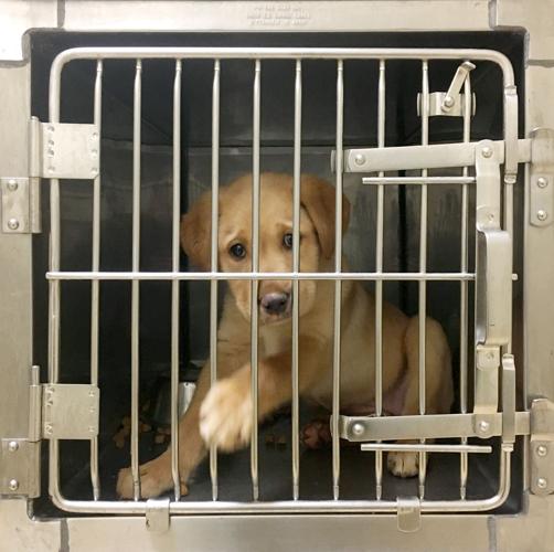 Forsyth Humane Society opens location in Forsyth County Animal Shelter