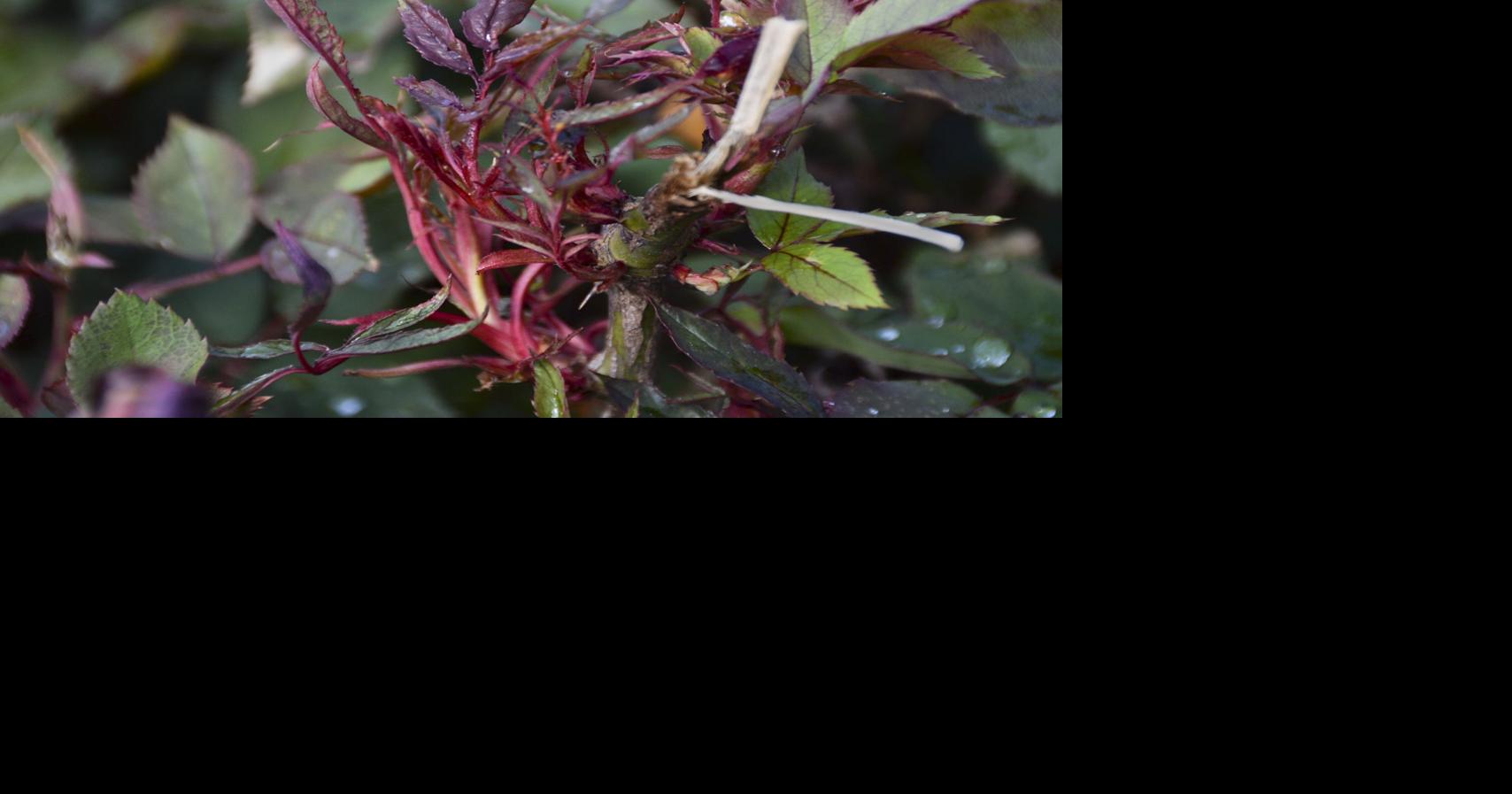 Knock Out and Drift roses at risk from disease