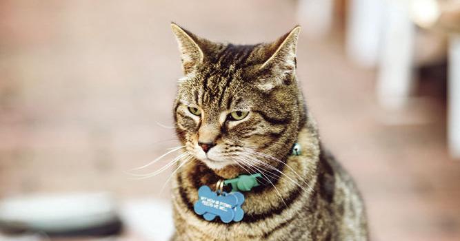 How Sally the Cat made herself a home at The Historic Brookstown Inn