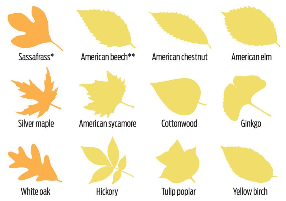 Your guide to leaf season