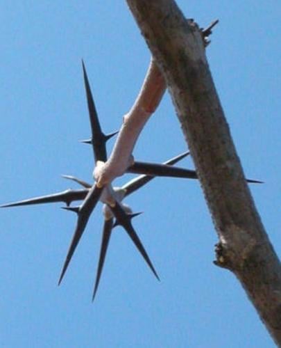 nasty thorns