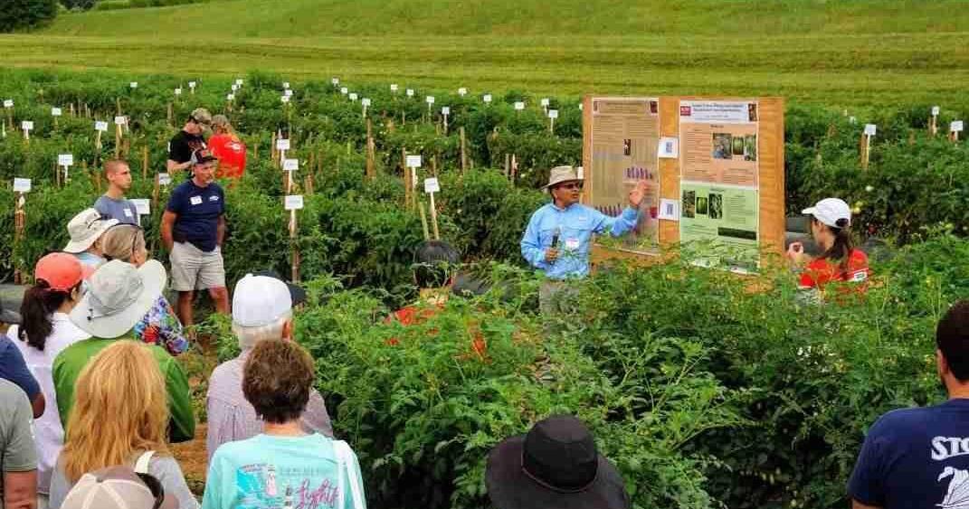 Panthee leads work on new tomato varieties | | journalpatriot.com