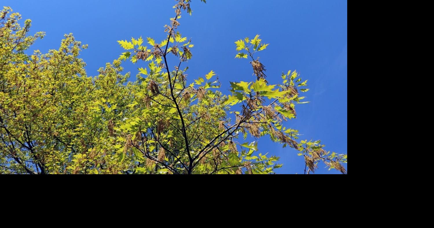 Science of spring pollen is explained | | journalpatriot.com