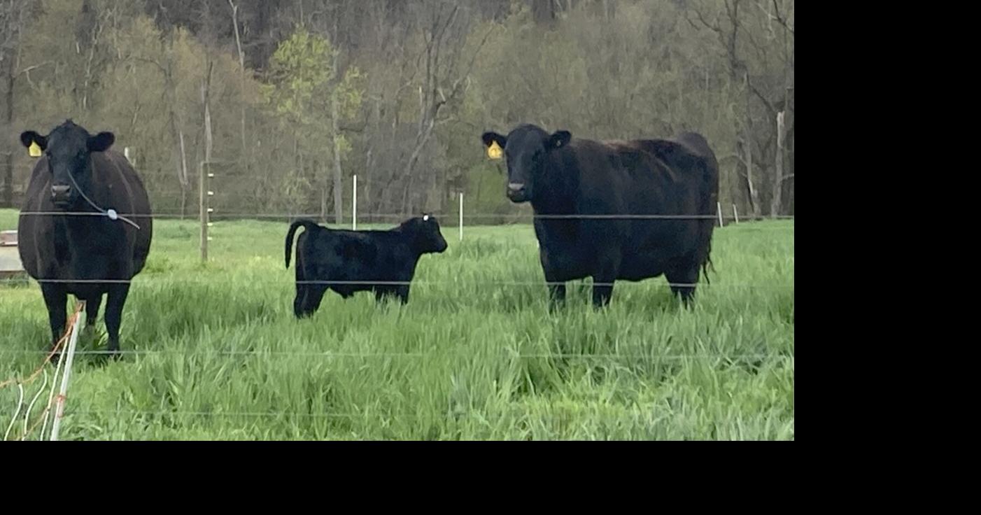 Rotational grazing workshop in McGrady June 22 | News | journalpatriot.com