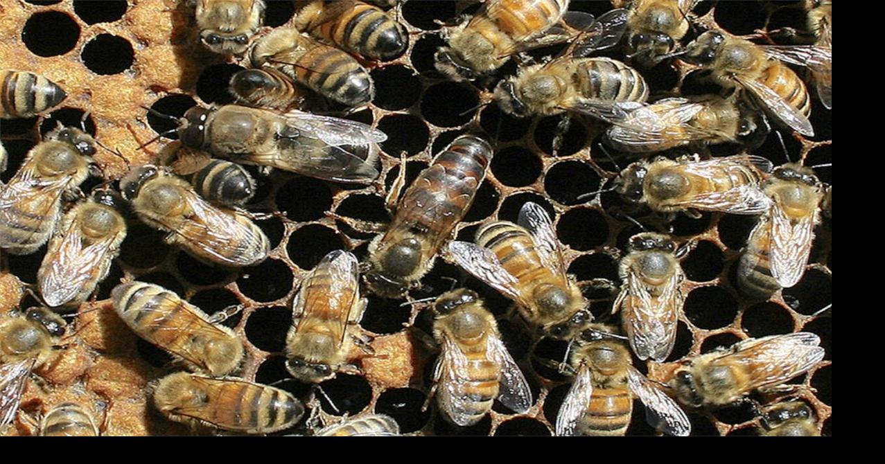 Beekeepers of Wilkes offers beekeeping course | News | journalpatriot.com