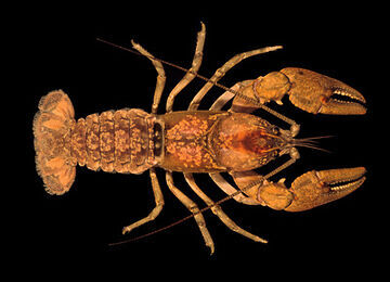 2 new crayfish species found in Wilkes | News | journalpatriot.com