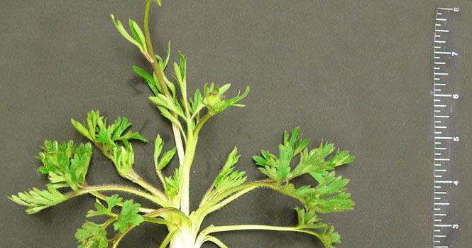 Now is best time to spray herbicides on buttercups | | journalpatriot.com