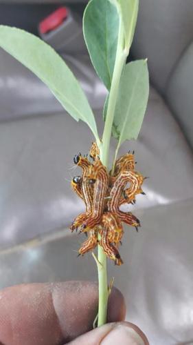 Datana worms likely cause of blueberry leaf loss | | journalpatriot.com