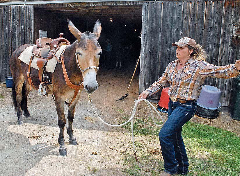 Praises of mules, donkeys sung at Leatherwood event | News ...