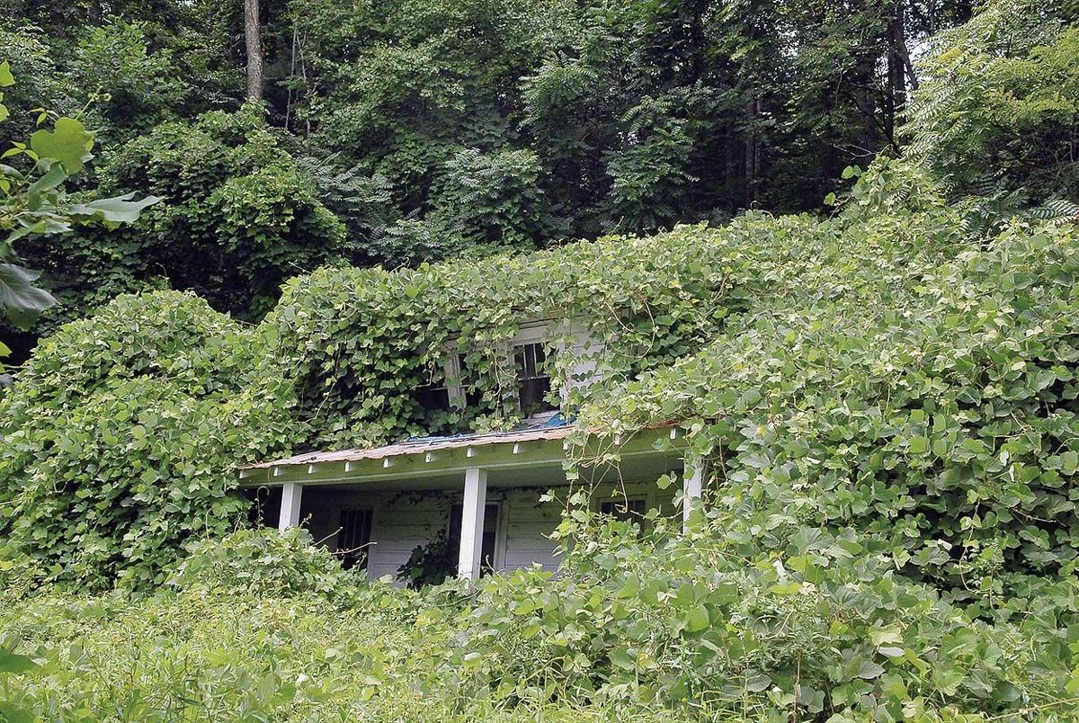 Kudzu house | | journalpatriot.com