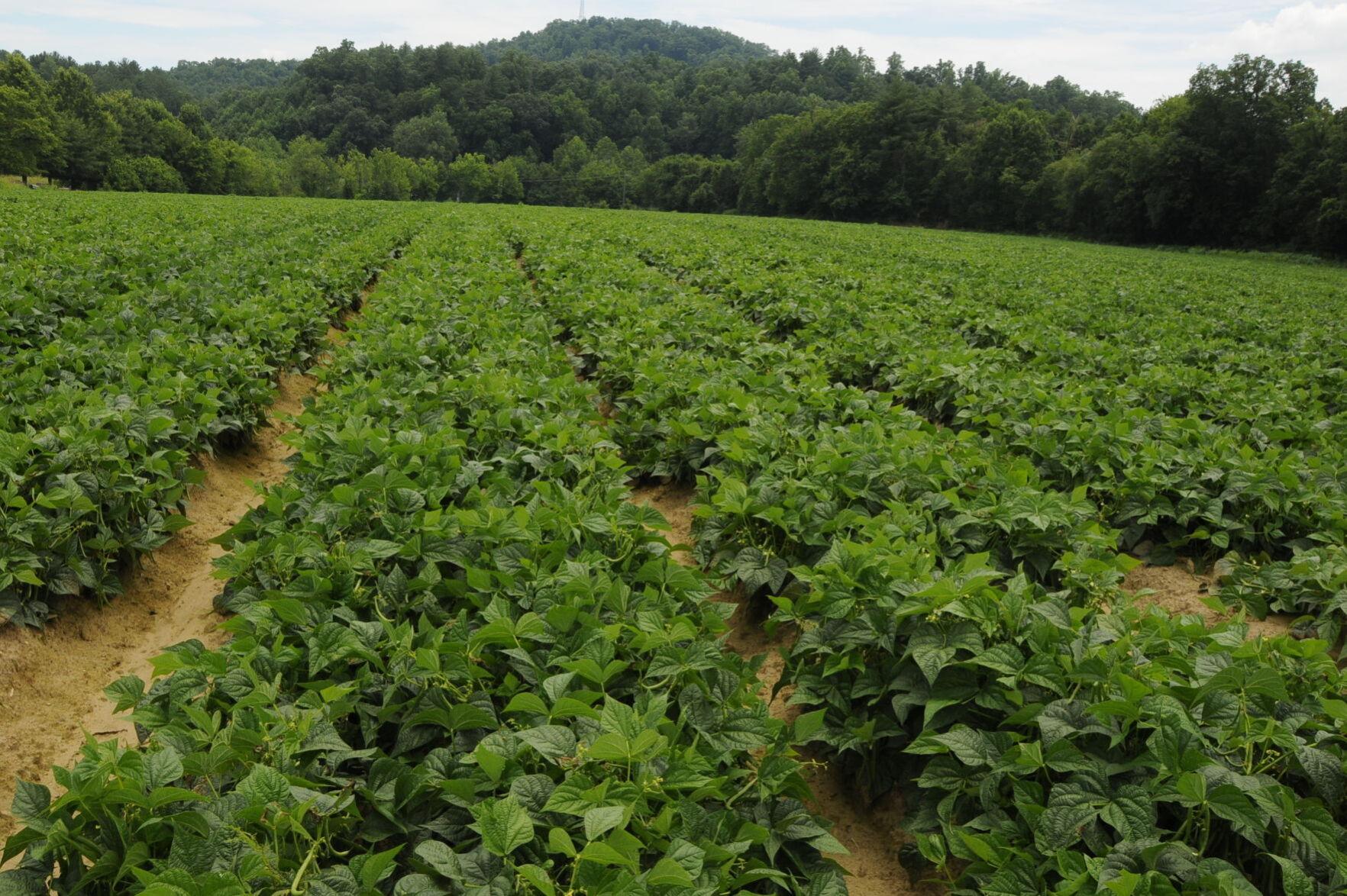 Large-scale vegetable farming | | journalpatriot.com