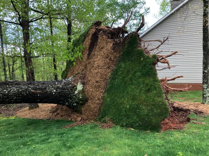 Man trapped after tree falls on building | News | journalpatriot.com