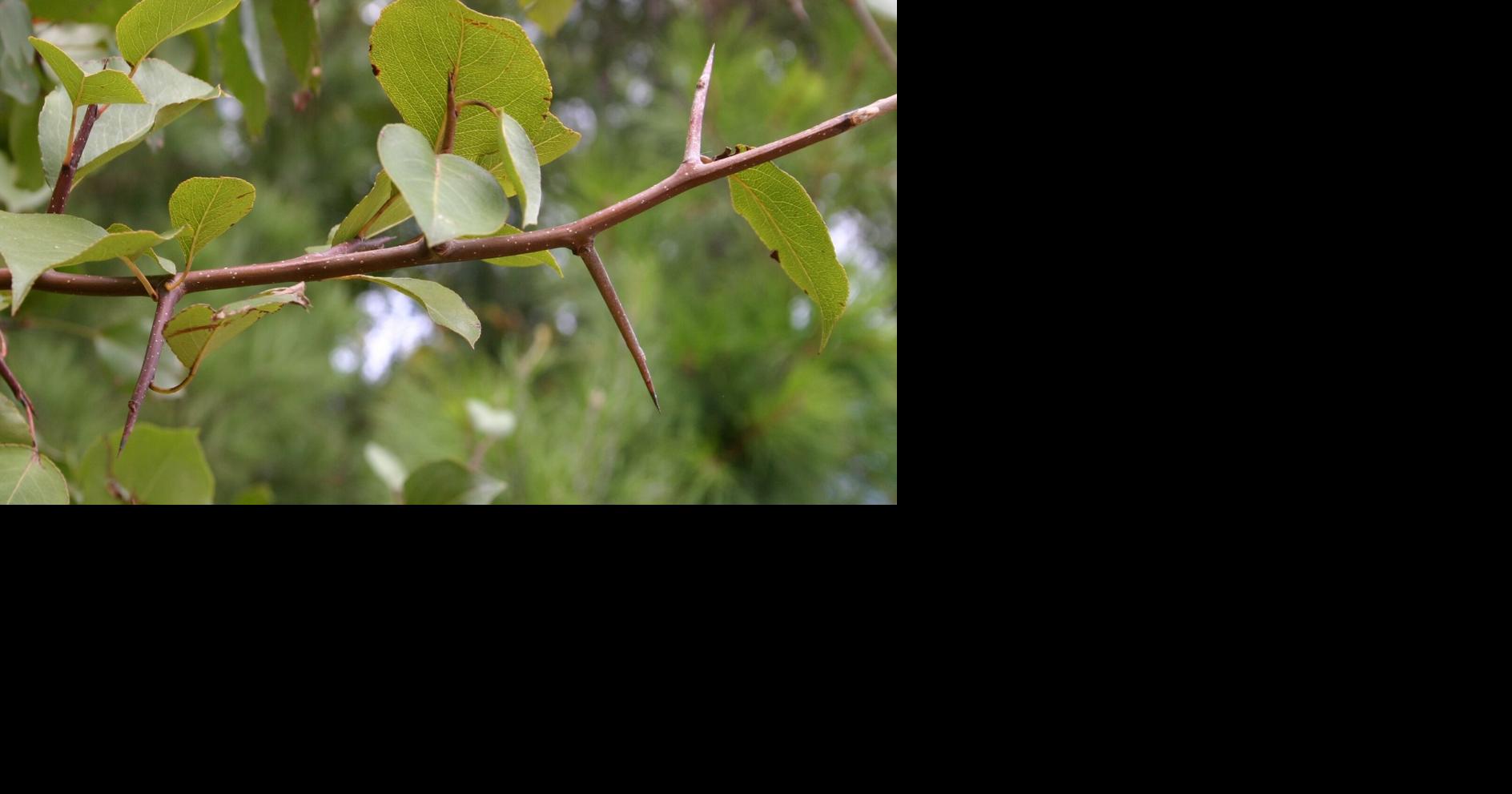 Native trees offered to replace Bradford pears | News | journalpatriot.com