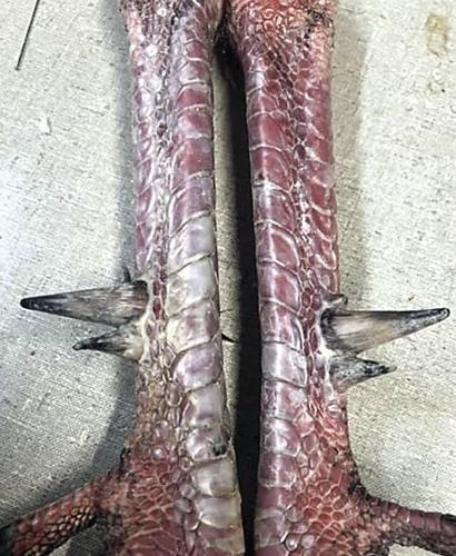 5-spur turkey taken in Wilkes ranks high with NWTF | News ...