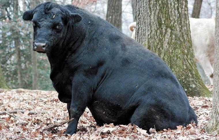 Sitting bull | News | journalpatriot.com