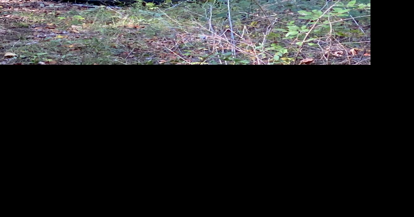 Missing woman found dead in wrecked SUV | News | journalpatriot.com