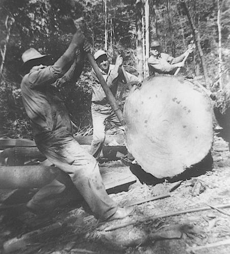 logging 1950s