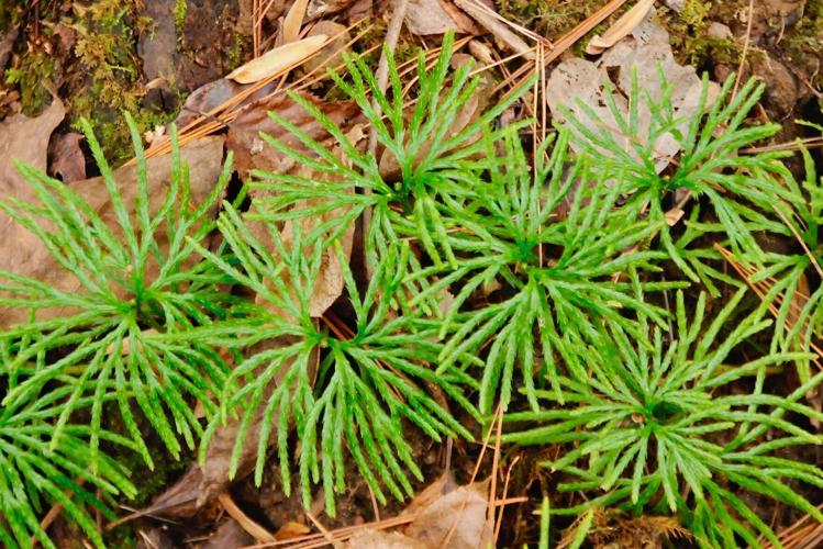 Decorating for Christmas - naturally | News | journalpatriot.com