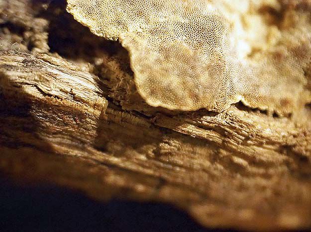 Museum’s little things help tell Wilkes story | News | journalpatriot.com