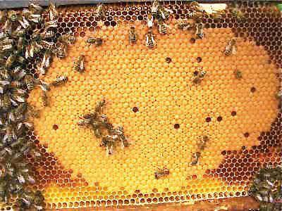 Mites are major bee threat | News | journalpatriot.com