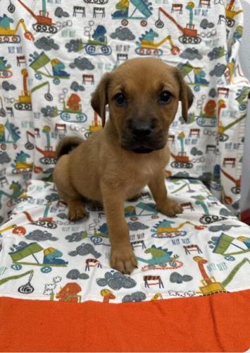 Pet Tuesday: Meet Atmospheric Adam, Acadiana Animal Aid's Pet of the ...