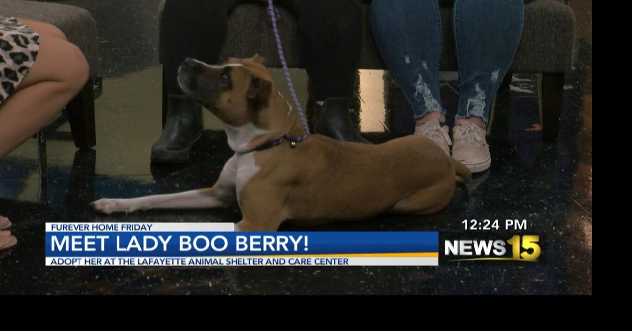 Furever Home Friday: Meet Lady Boo Berry! | News | kadn.com