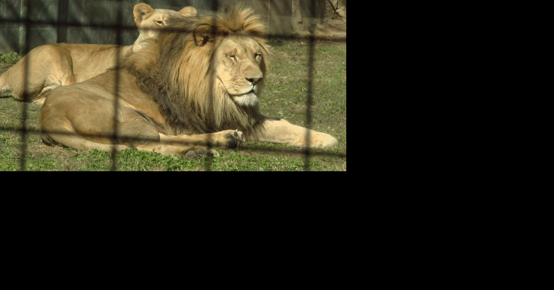 Zoosiana workers keeping animals safe in cold weather | Video | kadn.com