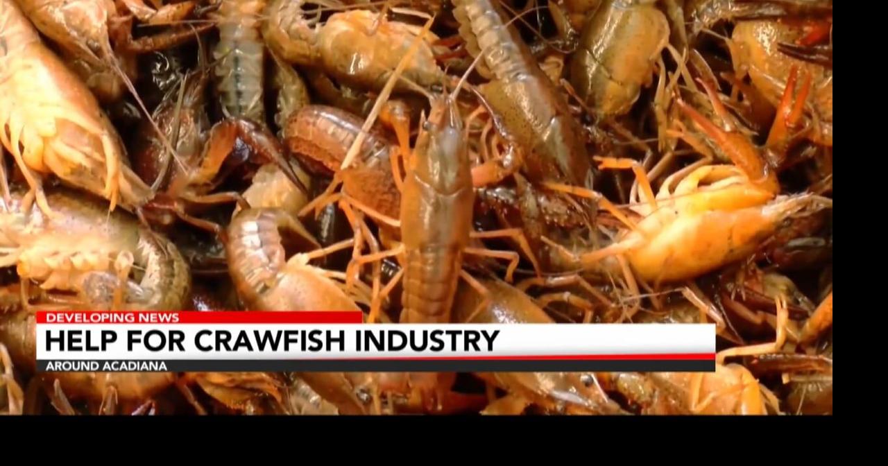 Louisiana crawfish industry receives help in the form of low-interest ...