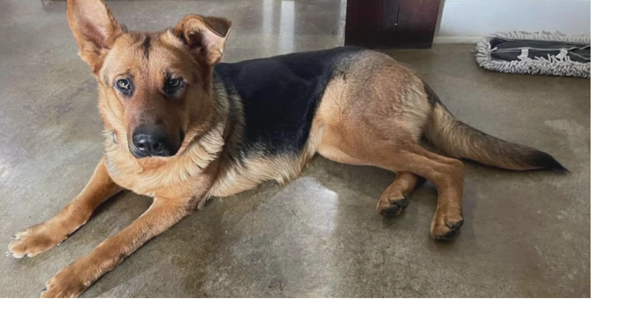 Dog rescue in Crowley leads to arrest | Crime | kadn.com